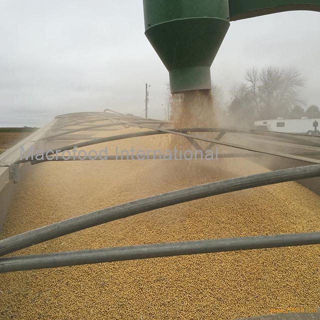 High Quality Soya Beans From Georgia Selling Leads